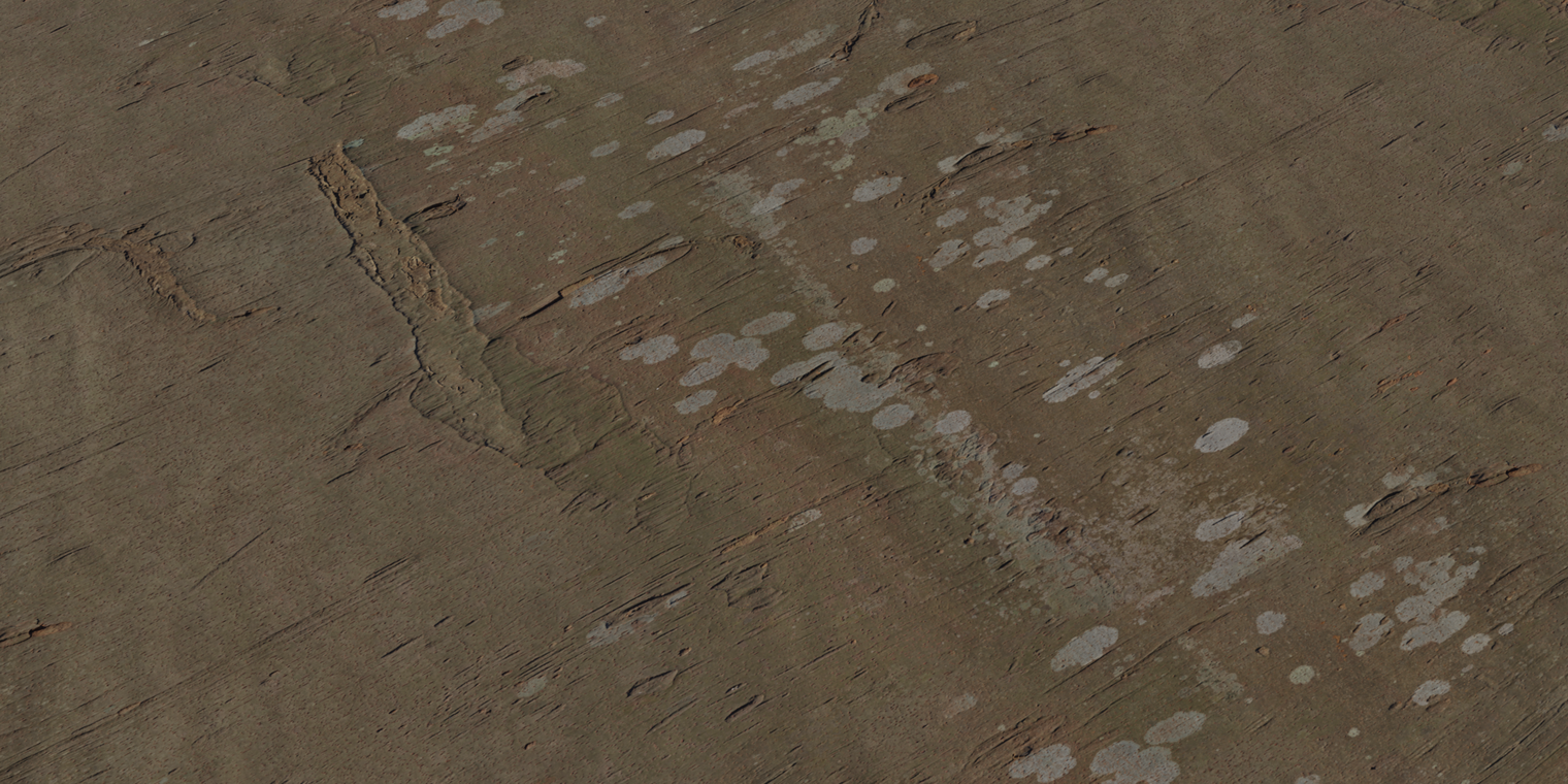 Chinese Hackberry Bark Texture • Poly Haven