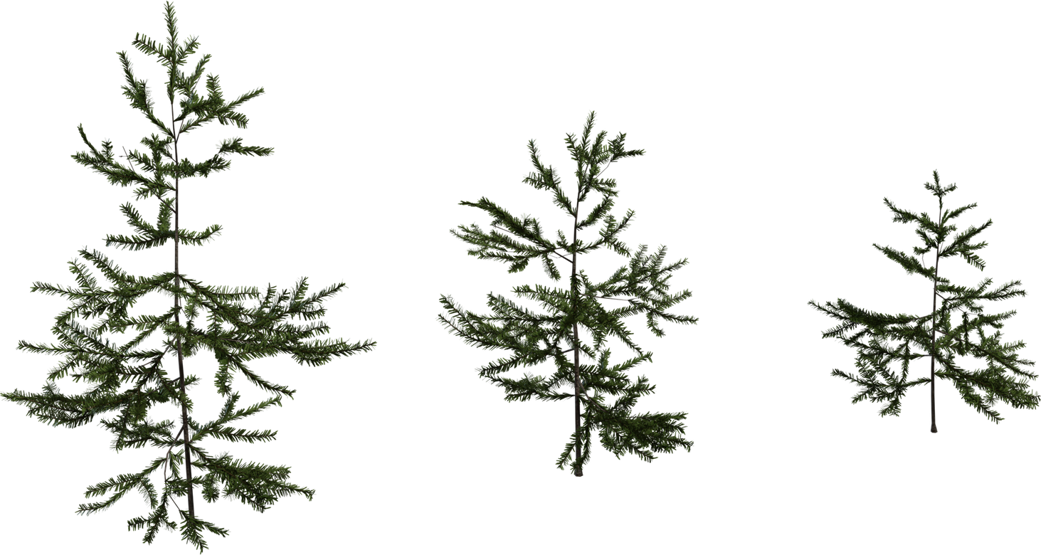Fir Sapling Model • Poly Haven