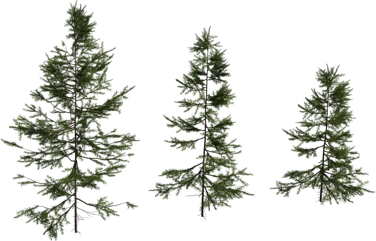 Fir Sapling Medium Model • Poly Haven