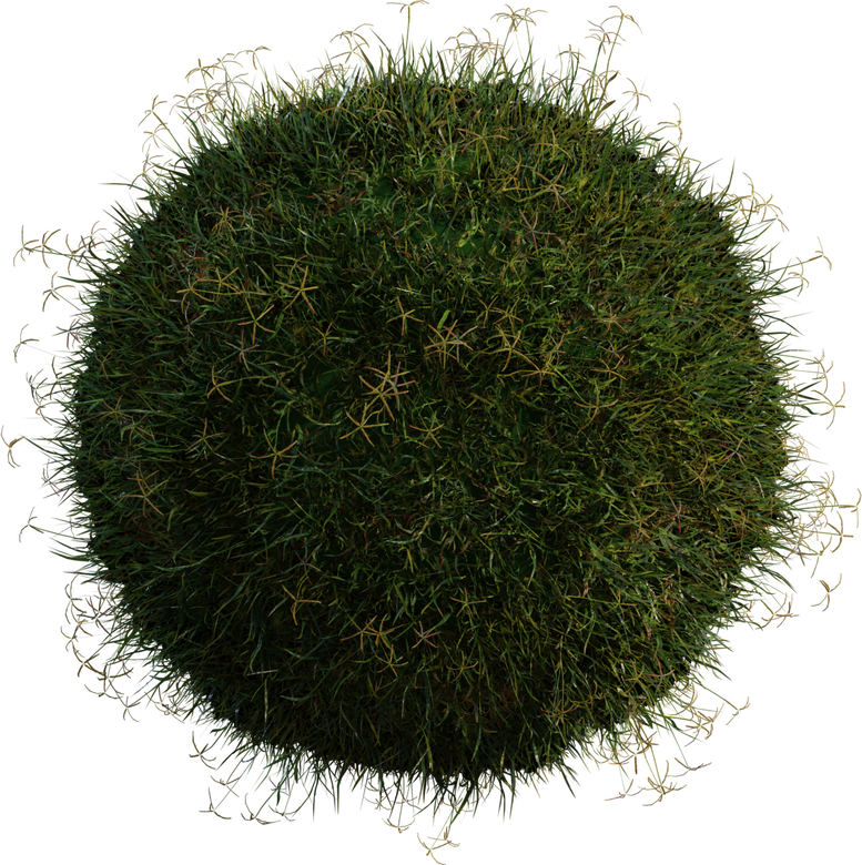 Grass Bermuda 01 Model • Poly Haven
