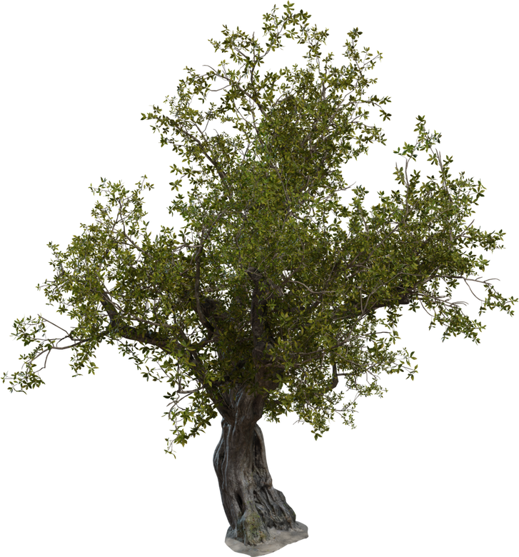 Island Tree 01 Model • Poly Haven
