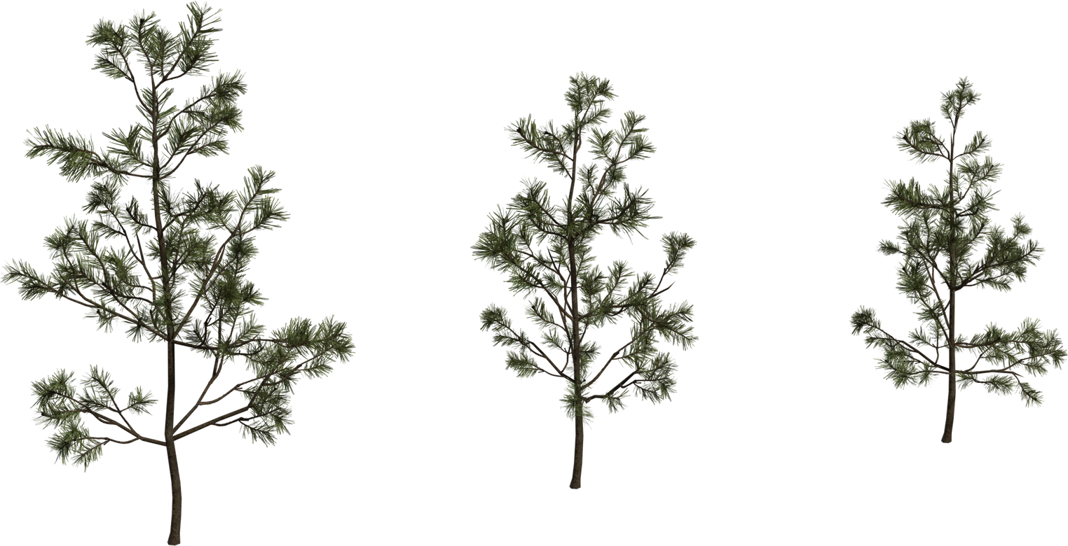 Pine Sapling Small Model • Poly Haven