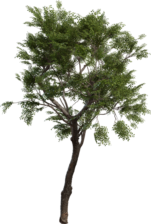 Tree Small 02 Model • Poly Haven