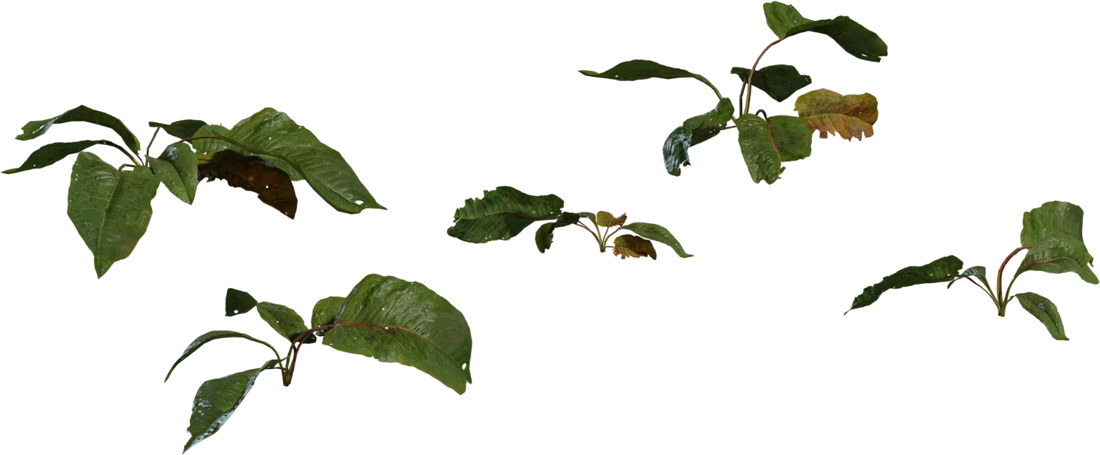 Weed Plant 02 Model • Poly Haven