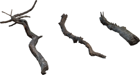 Pine Roots Model • Poly Haven