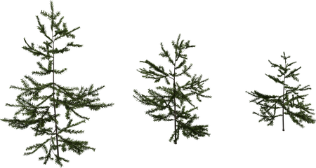 Pine Sapling Medium Model • Poly Haven