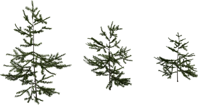 Fir Sapling Model • Poly Haven