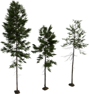 Models: Nature > Trees • Poly Haven