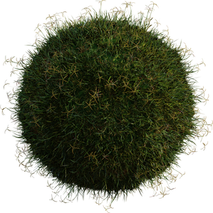 Grass Medium 02 Model • Poly Haven