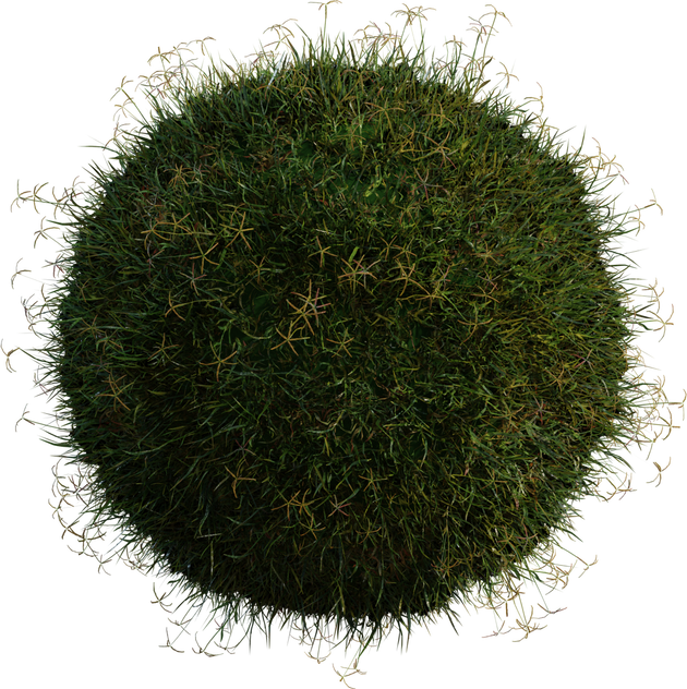 Grass Bermuda 01 Model • Poly Haven