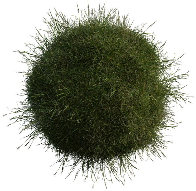 Grass Medium 01 Model • Poly Haven