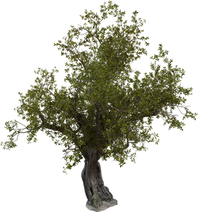 Models: Trees • Poly Haven
