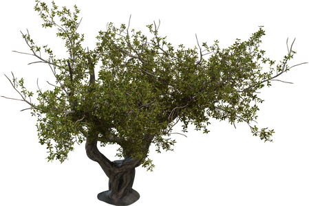 Models: Nature > Trees • Poly Haven