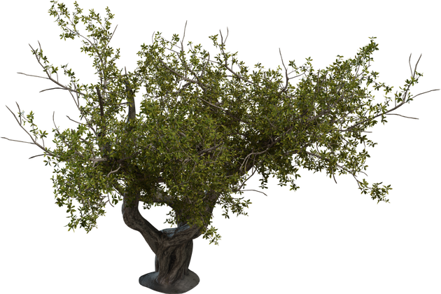 Island Tree 02 Model • Poly Haven