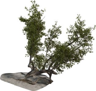Models: Trees • Poly Haven