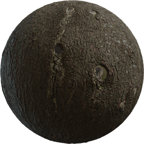 Pine Bark Texture • Poly Haven