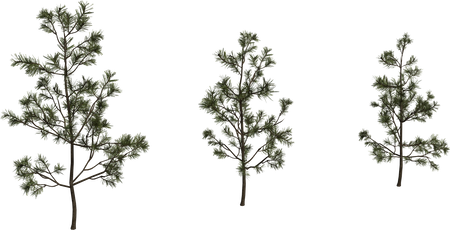 Pine Sapling Medium Model • Poly Haven