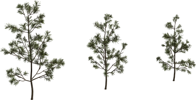 Pine Sapling Small Model • Poly Haven