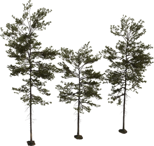 Models: Trees • Poly Haven