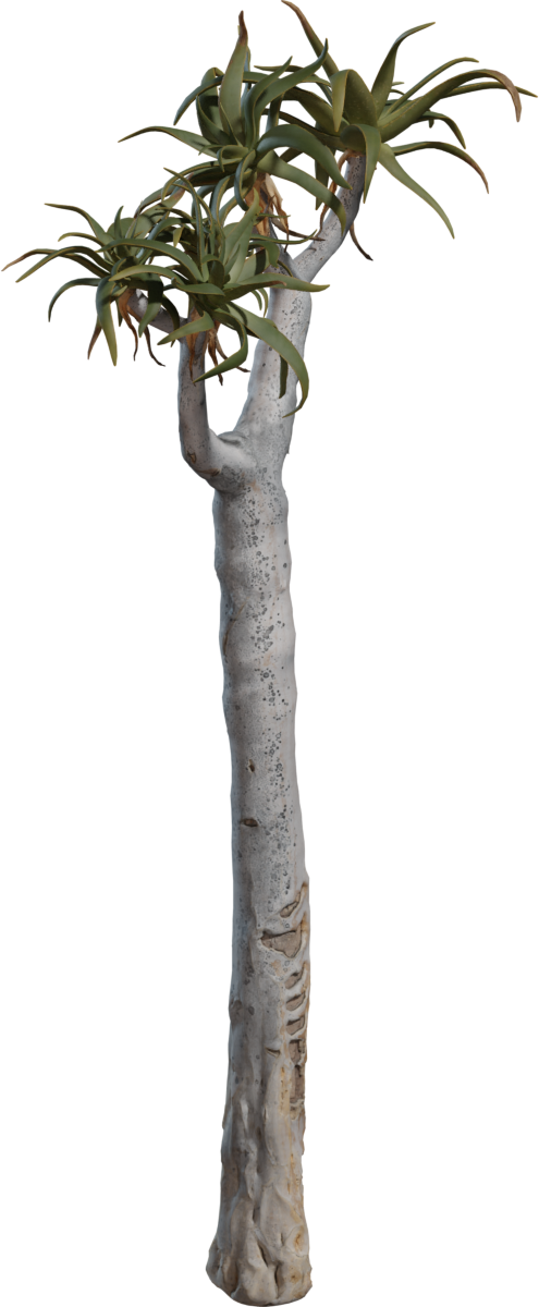 Quiver Tree 01 Model • Poly Haven