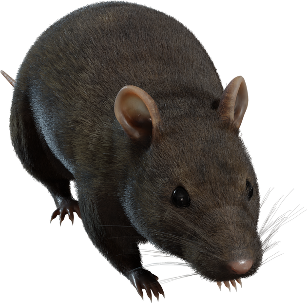 Street Rat Model • Poly Haven