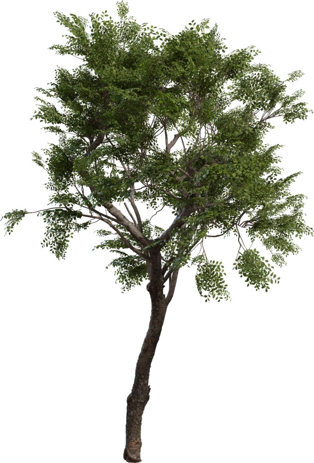 Tree Small 02 Model • Poly Haven