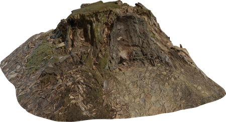 Pine Roots Model • Poly Haven