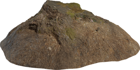 Pine Roots Model • Poly Haven